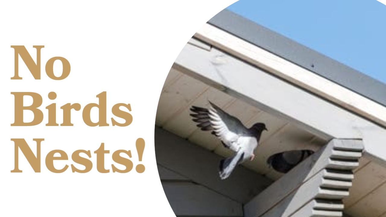 How to keep birds from nesting in your outdoor kitchen – 4 Life Outdoor ...